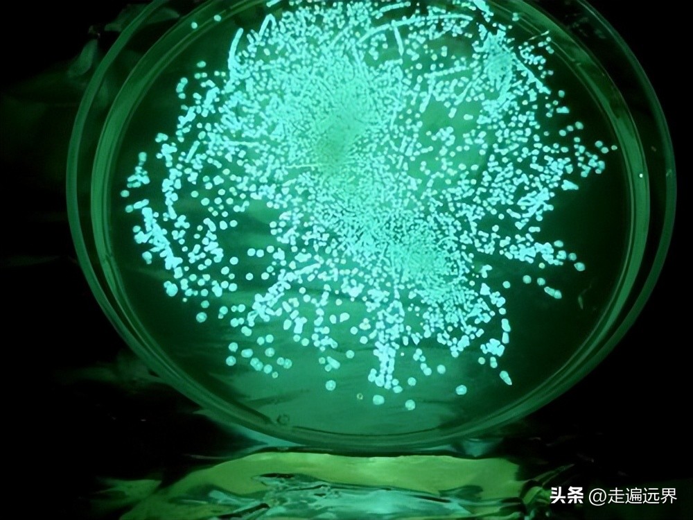 Bacteria: Do you believe in light?Take you to know about the super cool ...