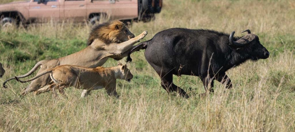 Male lion leads lion hunt for bison - iNEWS