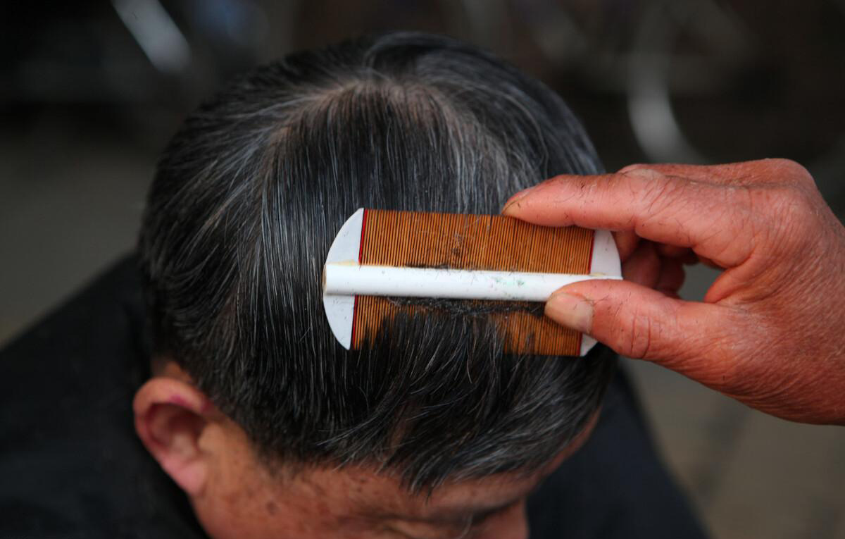 What are the dangers of lice? Why are the lice that everyone had on ...