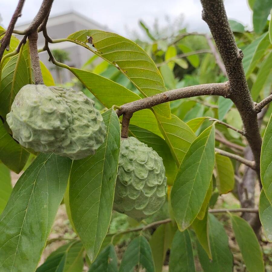This sweet taste bud fruit, let you taste the taste of first love - iNEWS