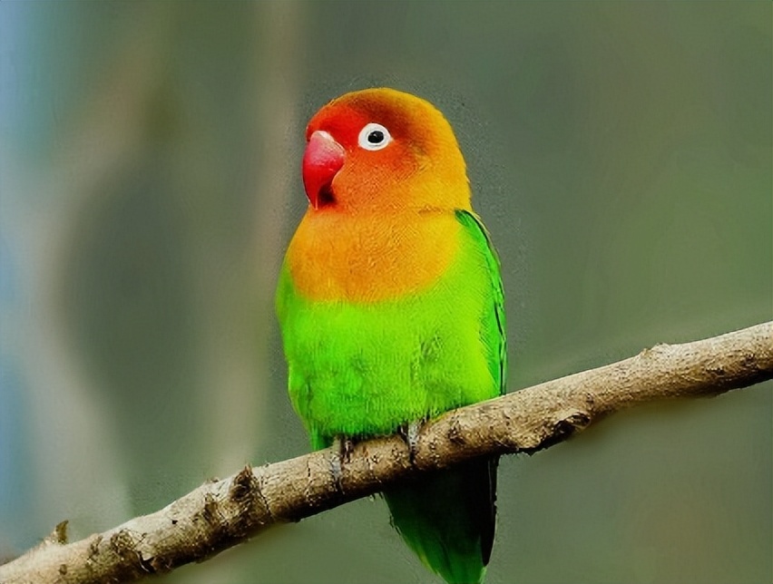 Fei's Peony Parrot: A Story of Natural Beauty and Human Coexistence ...