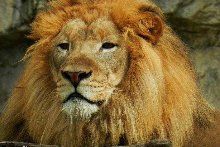 Lion species ranking - iNEWS