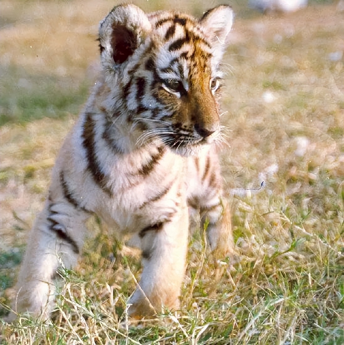 If I hold a little tiger and squat a hundred times a day, as it grows ...