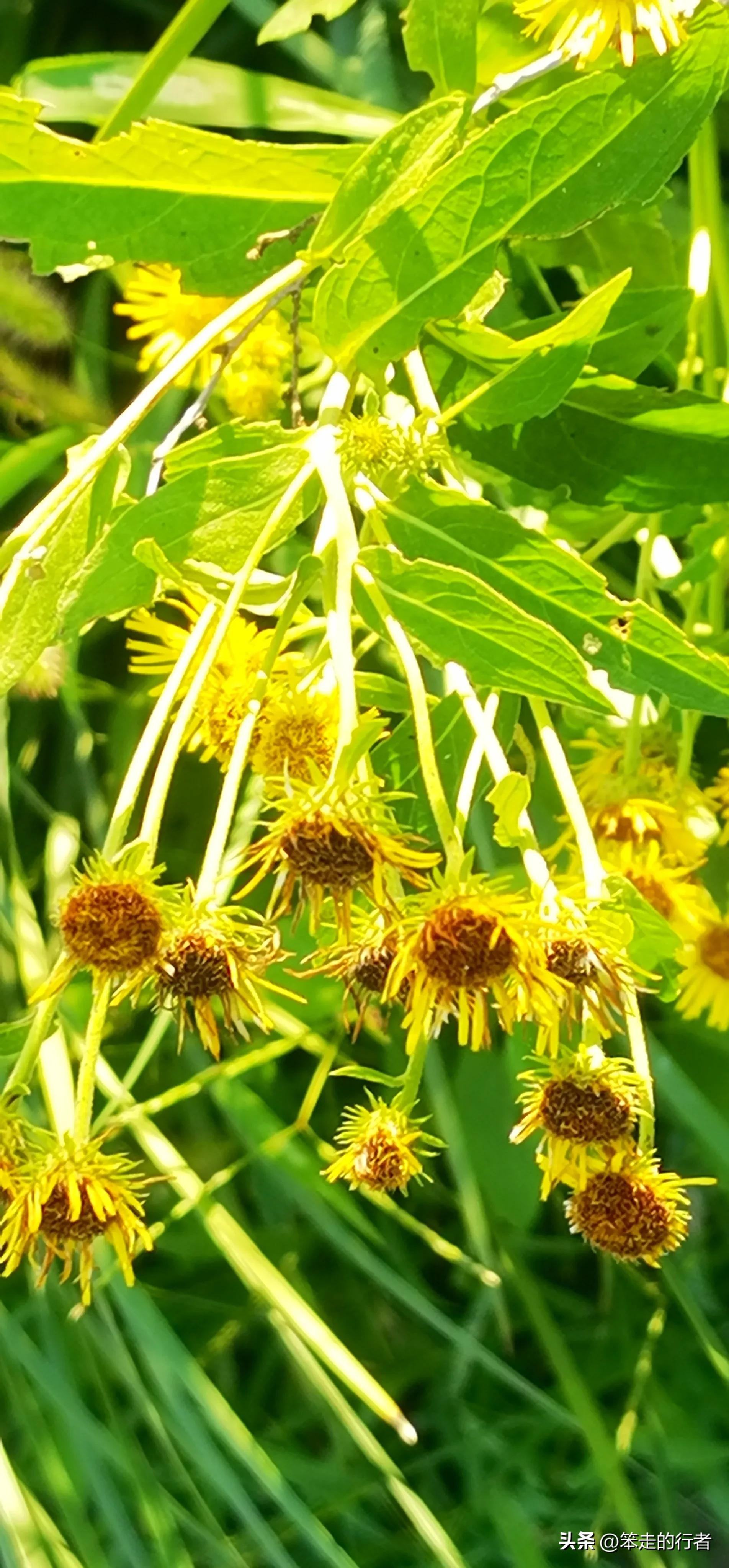 Don't forget the money chrysanthemum - Inula flower - iNEWS