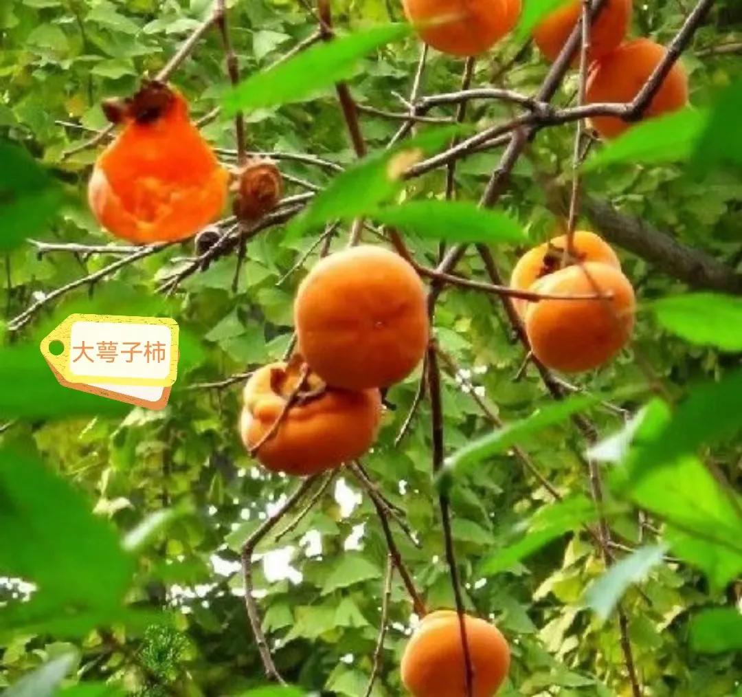 Top 10 Most Delicious Persimmons in China - iNEWS
