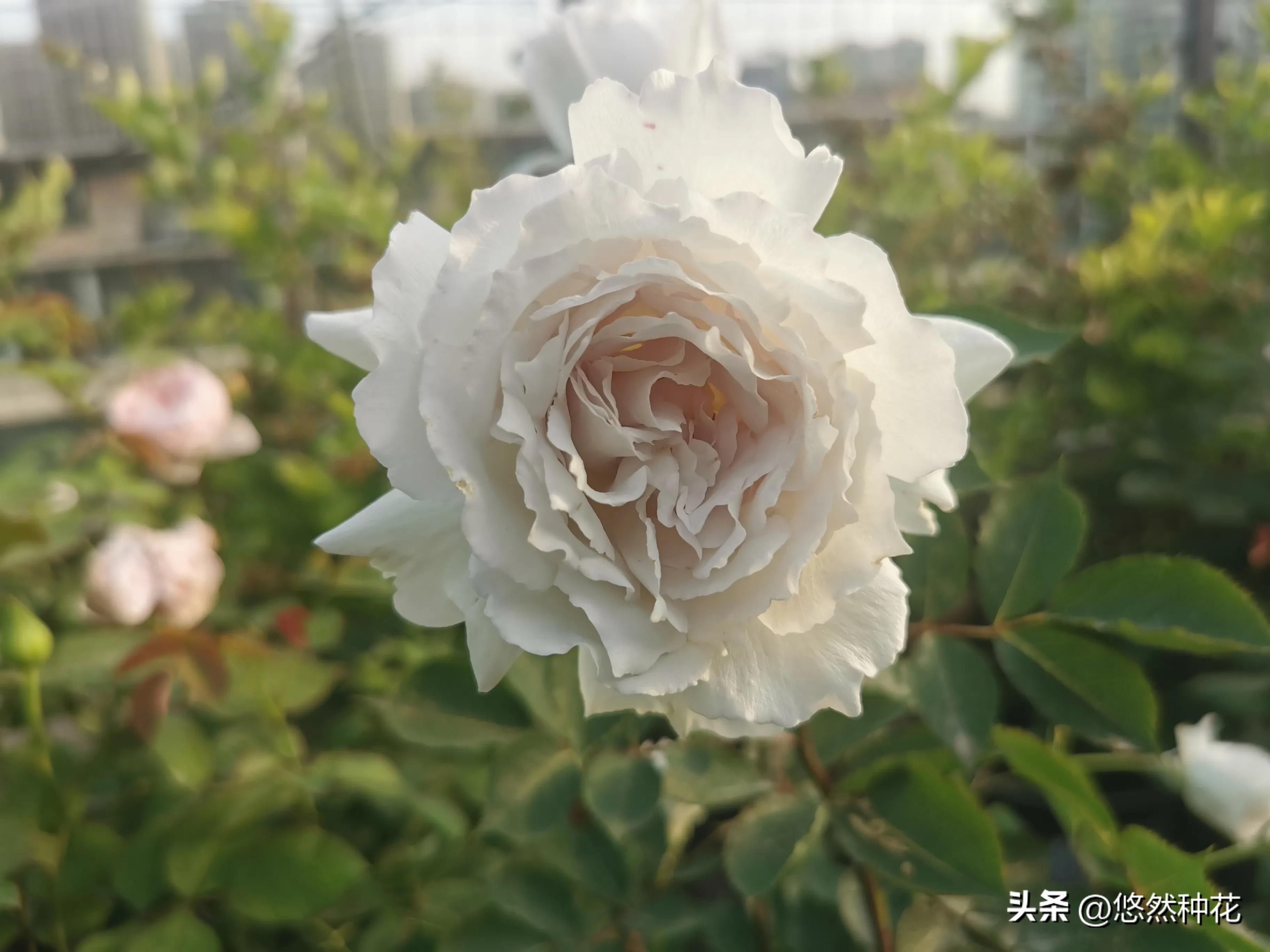 The Archangel Rose Gabriel has a fairy air and a strong fragrance. It ...