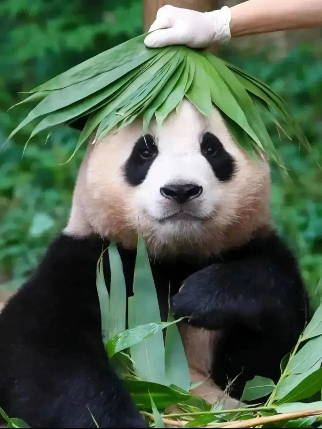 Take a look at Fubao, known as the "Chaebol Princess" - iMedia