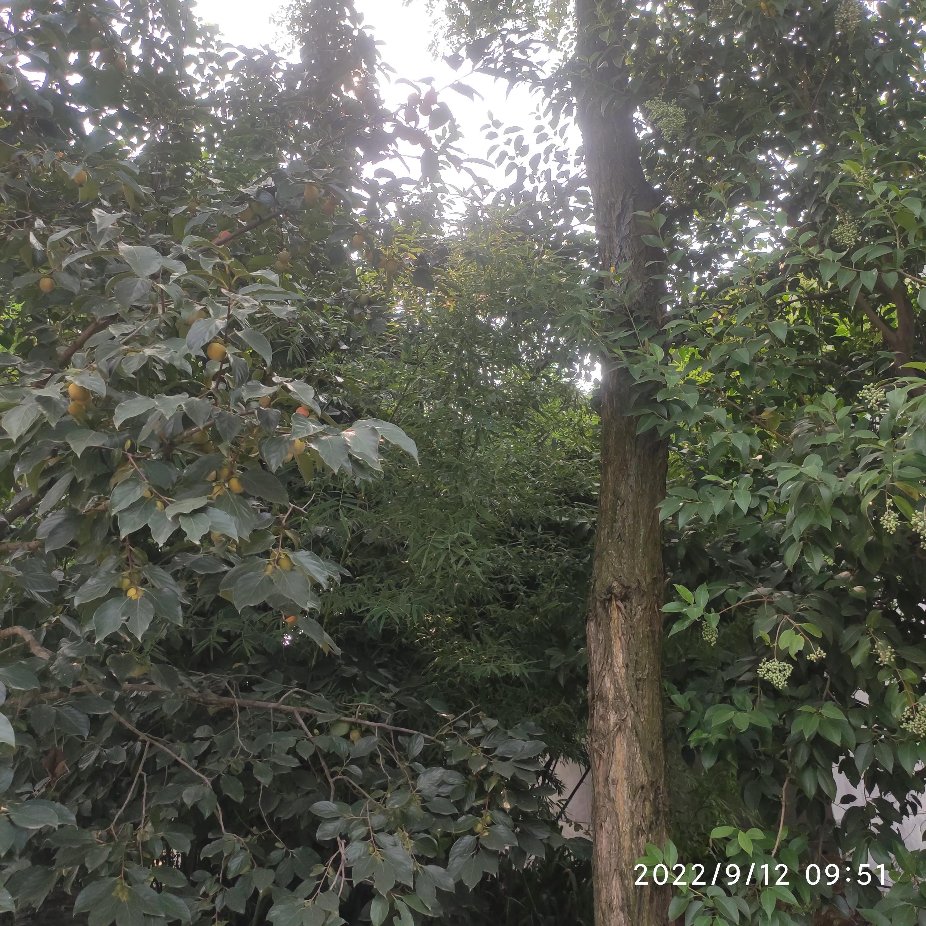 Qilu Mid-Autumn Township Down - iNEWS