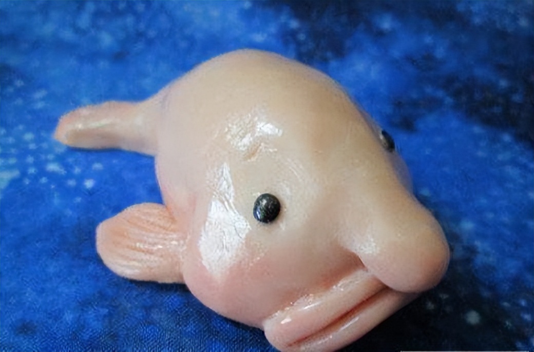 The ugliest fish in the world is also voted the saddest fish - iNEWS