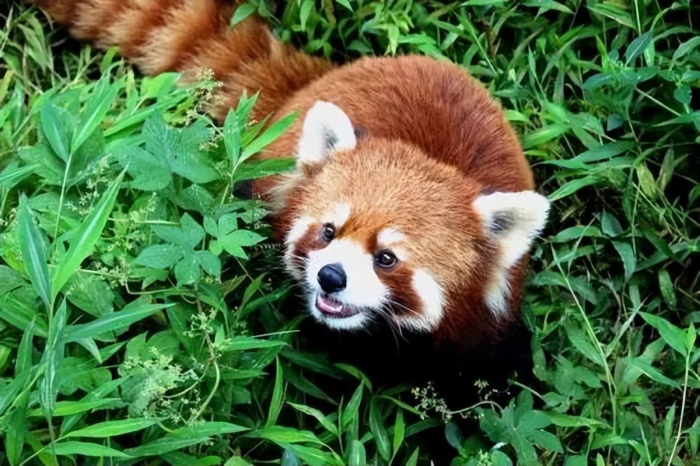 Can you tell the difference between a red panda, a red panda, and a ...