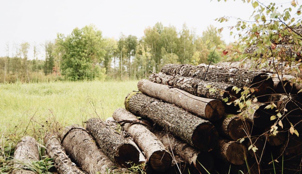 Can wood melt? Liquid and gaseous wood you can't see! - iMedia