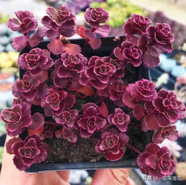 The popular small ball rose, teach you a few tips to quickly grow a ...