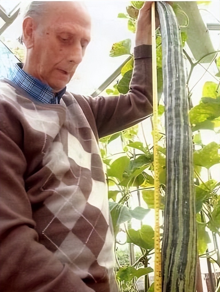 The longest in the world!A giant cucumber in the UK has set a Guinness ...