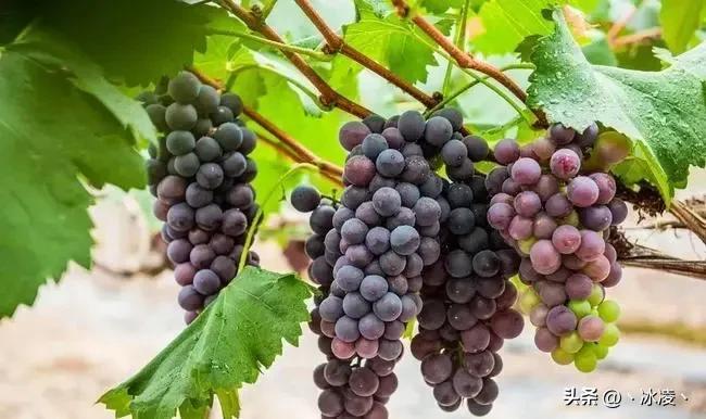 It is regarded as a precious fruit by people, and it is full of ...