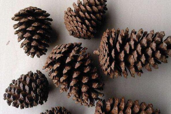 How to eat pine cones, can pine cones be eaten? - iNEWS