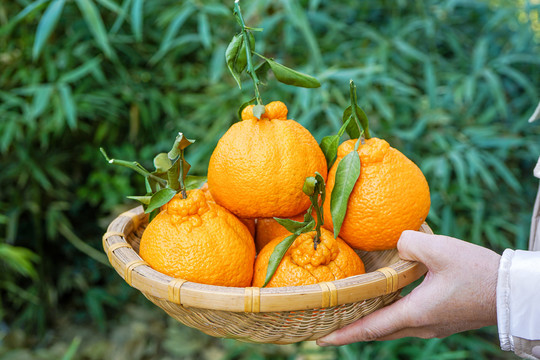 When buying ugly oranges, don't just pick the big ones, keep in mind 4 ...