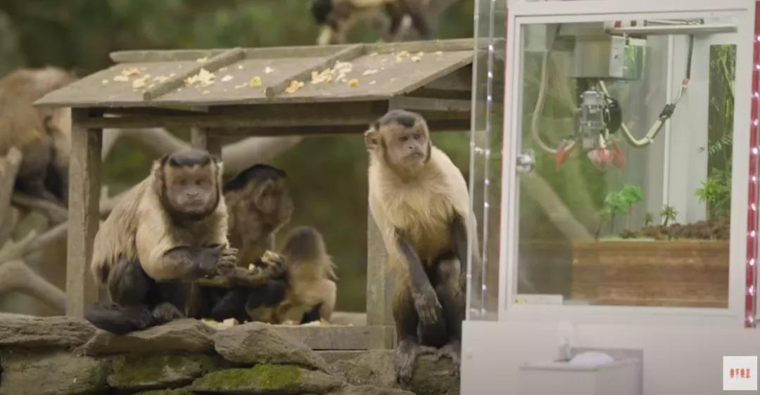 Humans are trying to teach monkeys to play a claw machine - iNEWS