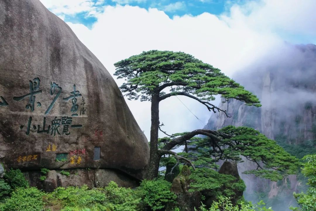 Wherever there is a tree, there is a landscape - iMedia