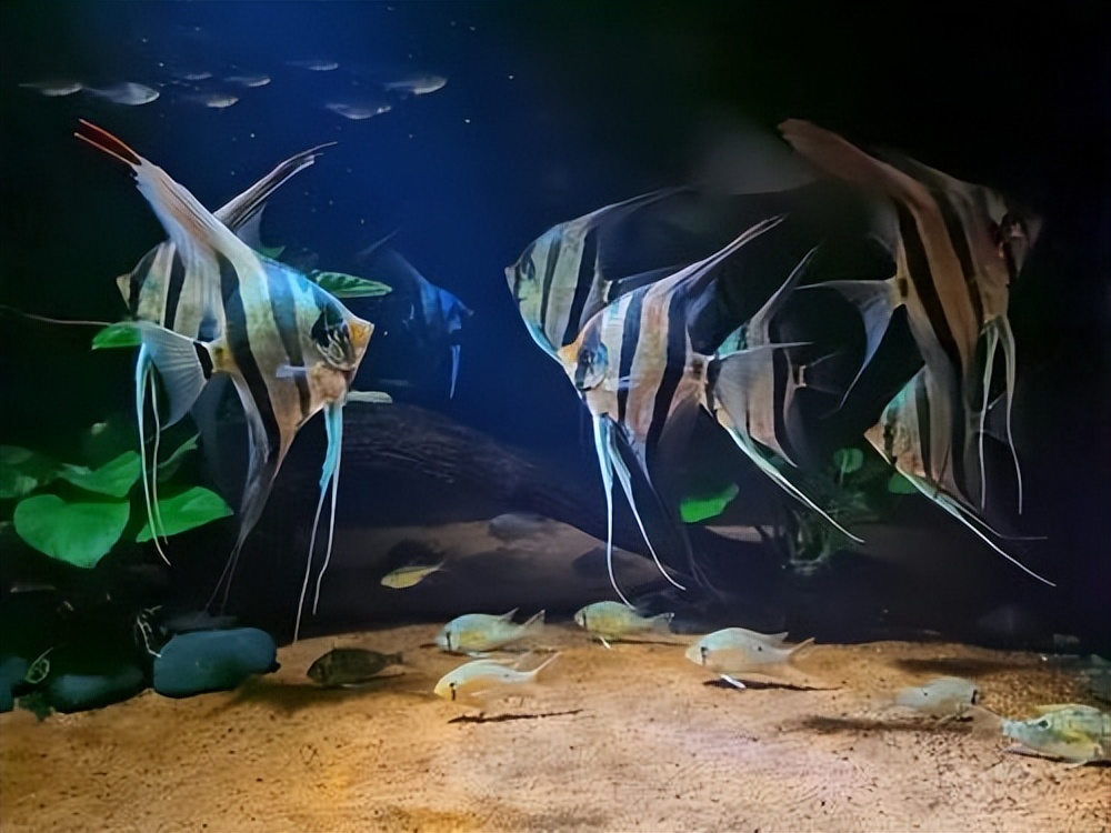 The suitable environment and lighting for angelfish - iNEWS