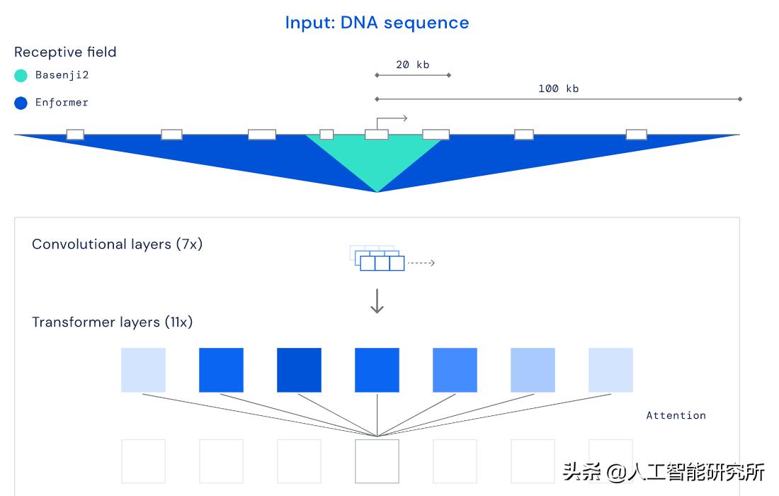 Deepmide AI uses artificial intelligence to predict gene expression sequences - iNEWS
