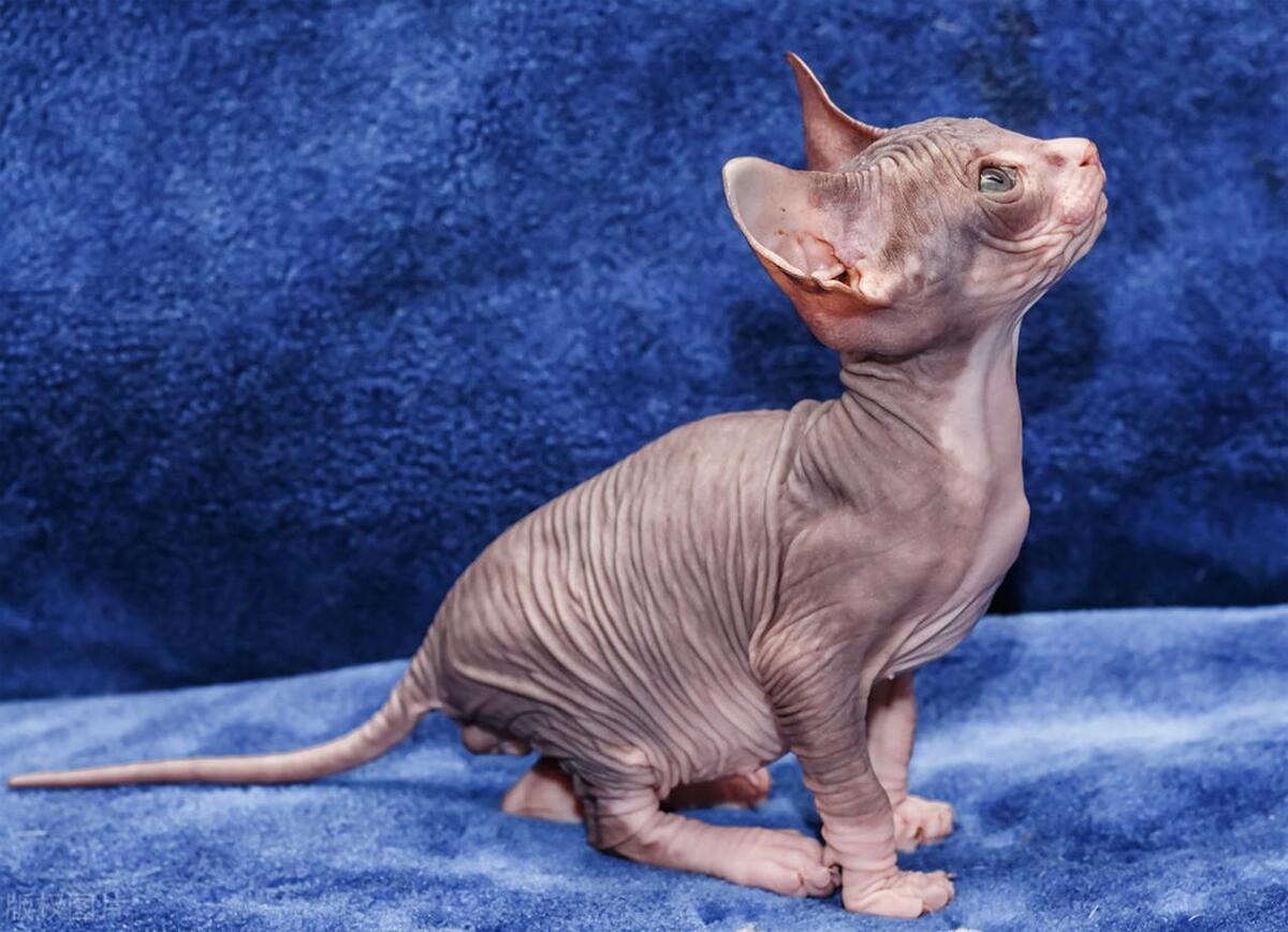 Sphinx cat of pet cat series - iMedia