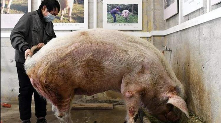 Do you still remember the "pig is strong" back then?now it's home - iNEWS