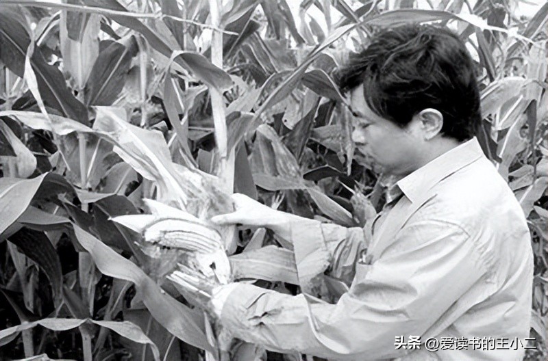 Experts inspect corn in the countryside, plan crops and pave roads: can ...