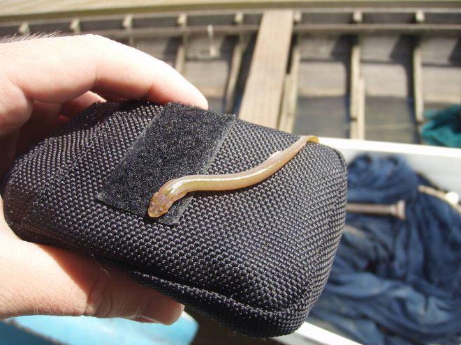 The relationship between toothpick fish reproduction and artificial ...