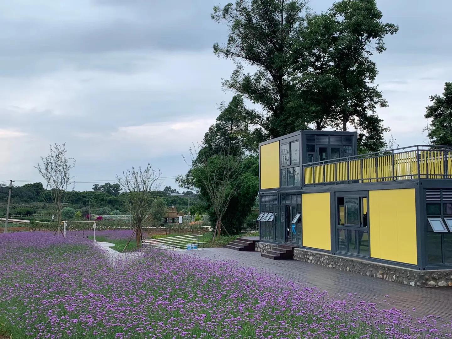 Hidden in a small town in Chengdu, there is a rural ginkgo forest ...