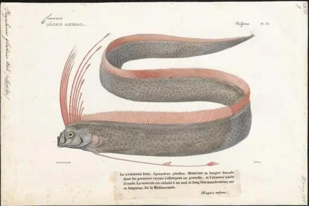 The sea monster "Earthquake Fish" appeared in Taiwan, 6 meters long ...