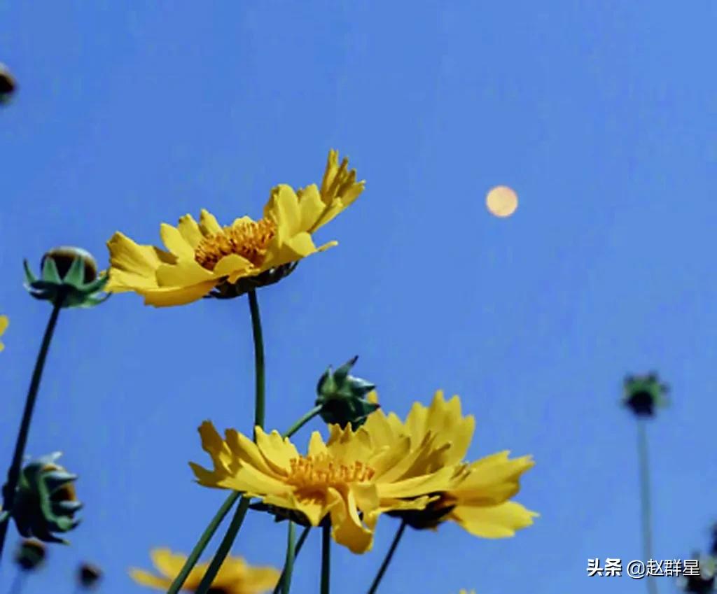 Shirai Simiko (poetry) - iNEWS