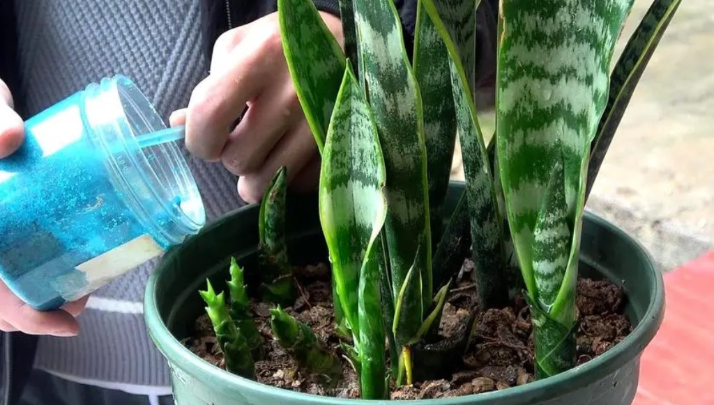 Tiger Pilan has few leaves?Adjust the maintenance in 4 aspects, the ...