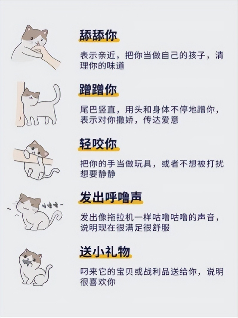 What emotions do cats express, understand cat body language in 1 second ...