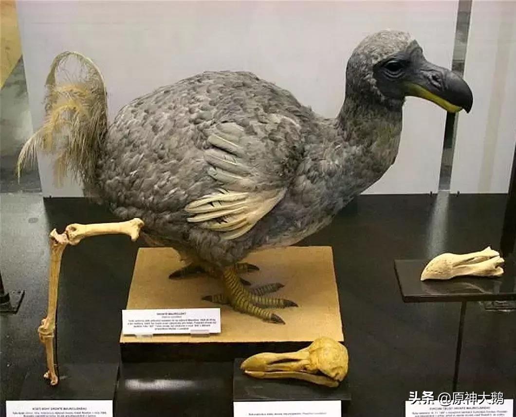 Dudu bird DNA sequence was successfully obtained by biologists, and it ...