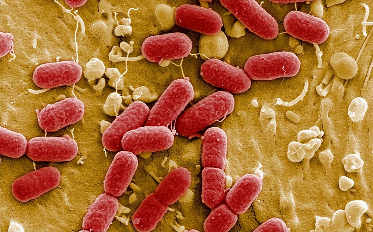 how bacteria were discovered - iNEWS