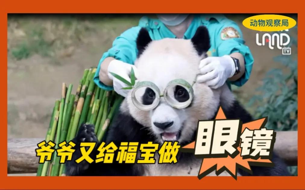 Take a look at Fubao, known as the "Chaebol Princess" - iMedia