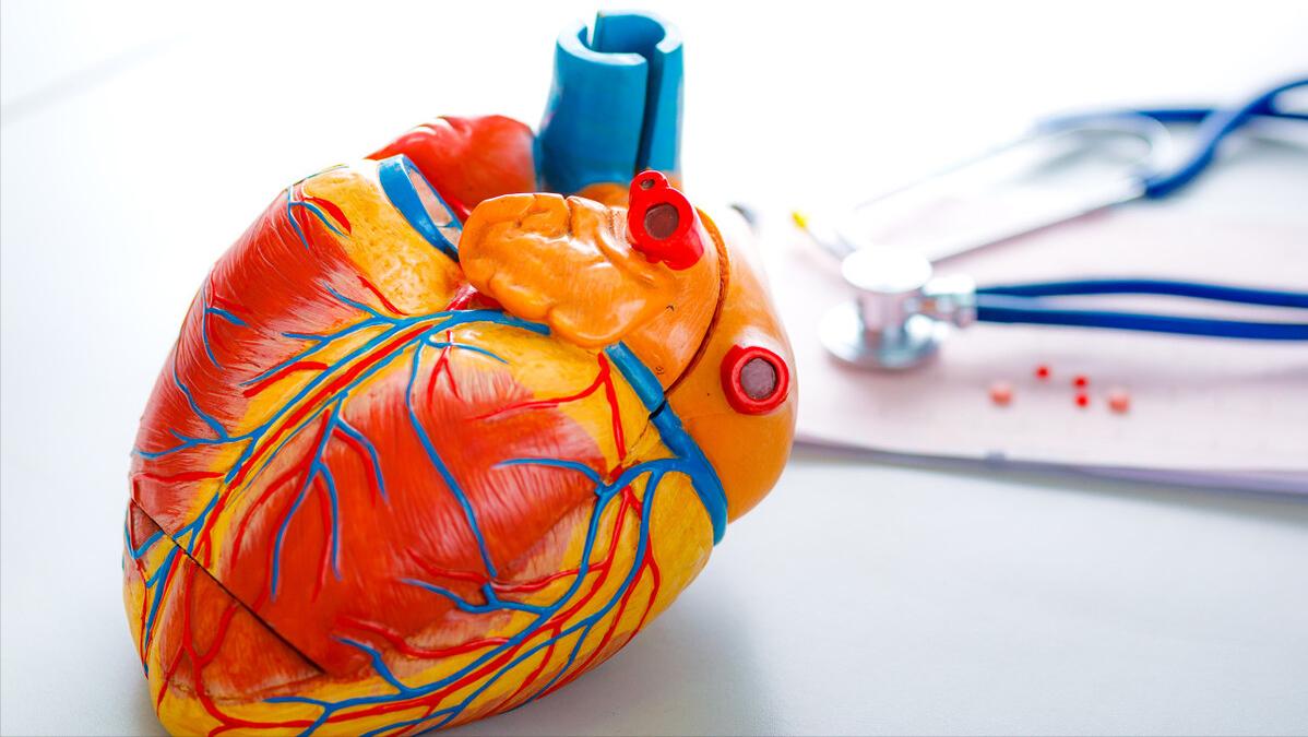 Does a fast heartbeat affect your health?The faster the heartbeat, the ...