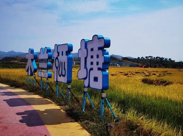 Mulan Qitang enjoys rice fields - iNEWS