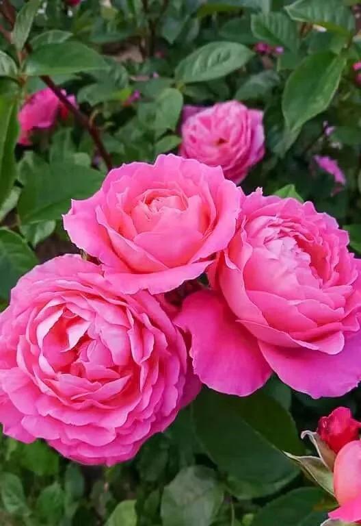 Beautiful and dynamic Hua Gongna rose - iNEWS