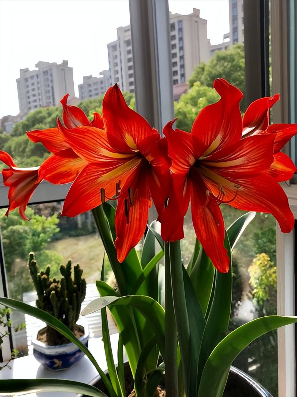 6 kinds of lazy flowers, even if they are not watered for half a year ...