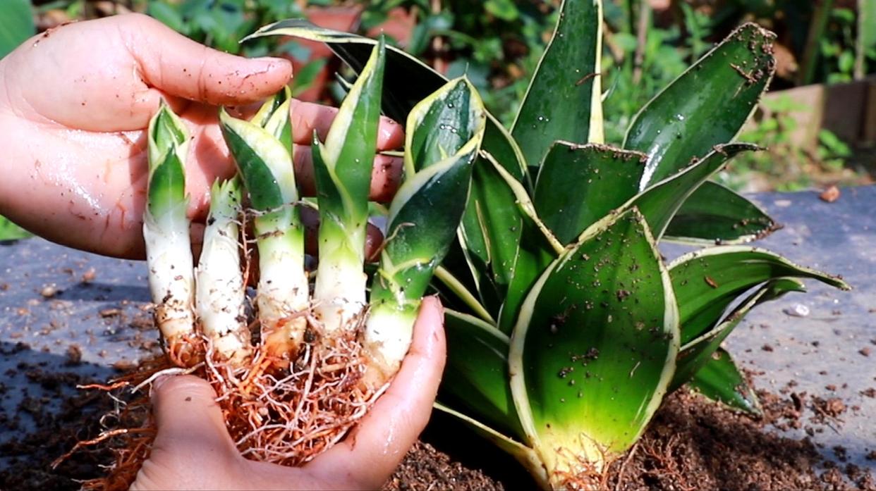 Tiger Pilan stiff seedlings, not long or "rotten leaves"? 7 tips ...