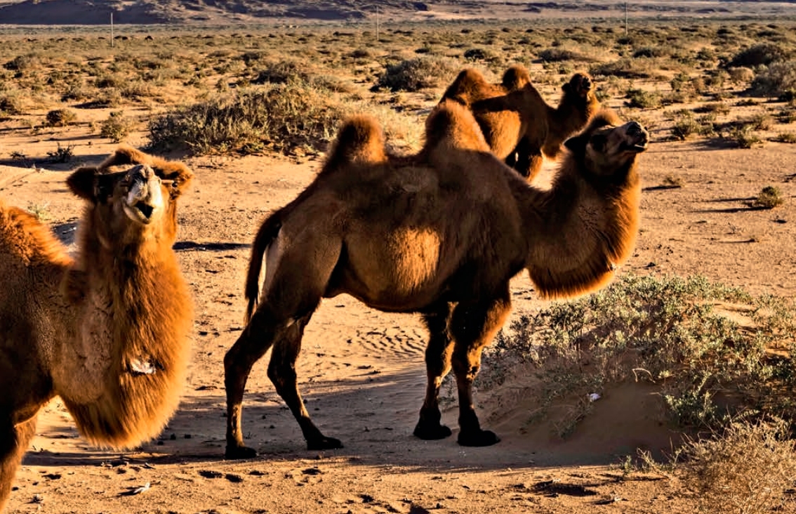 Do camels have no natural enemies?Elephants weighing 5 tons can be ...