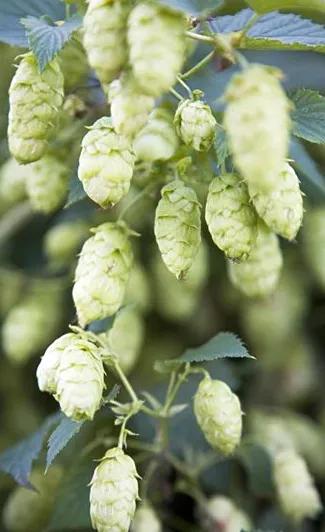 Hops – Metamorphosis of the Wicked Weed - iMedia