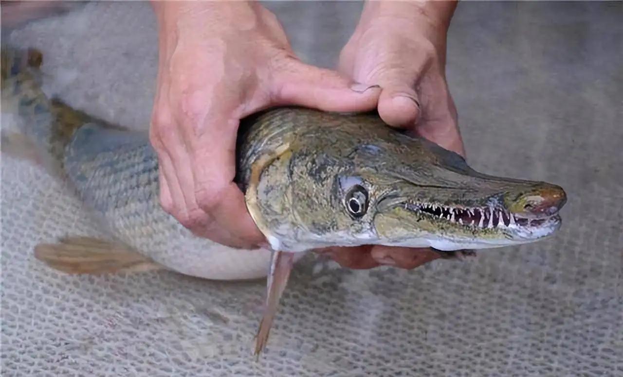 Why are there so many alligator gars all of a sudden?Is its meat edible ...