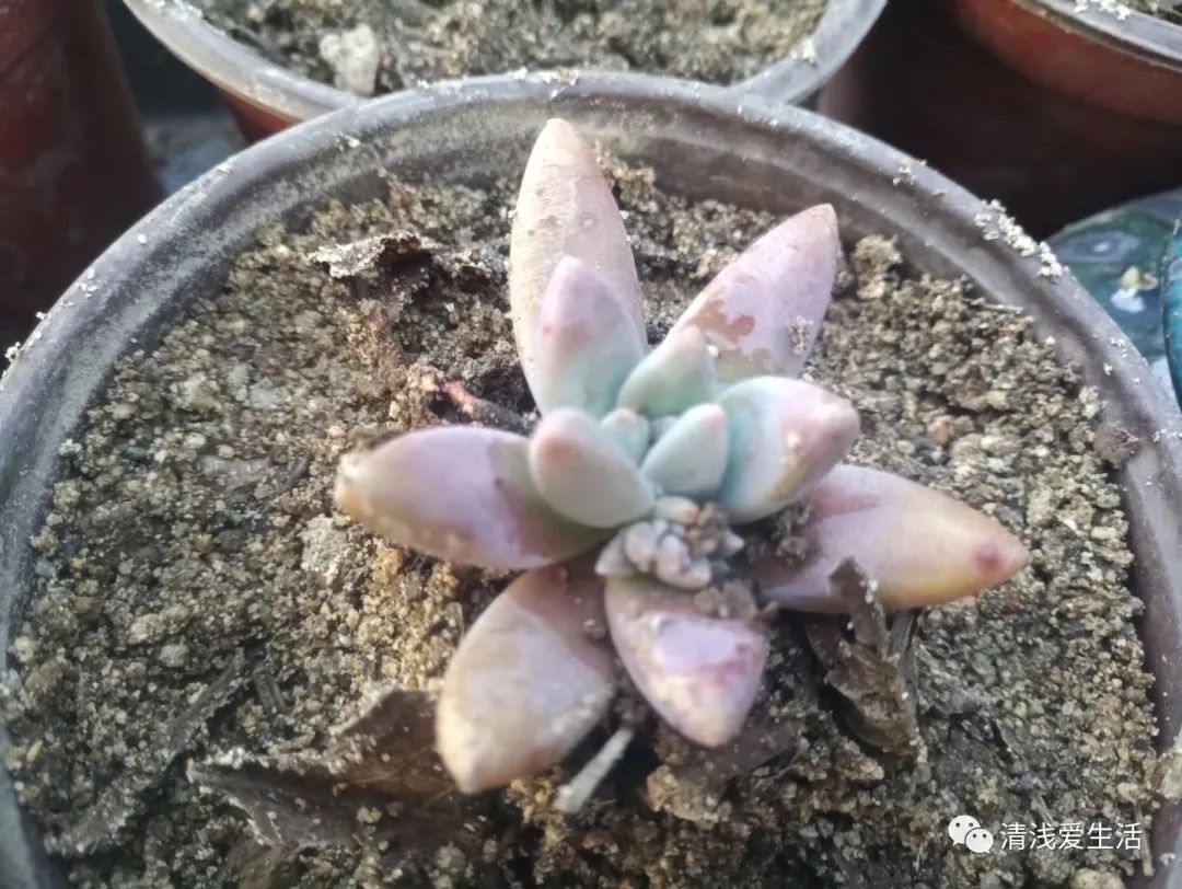 Prune the roots and repot the succulent Qiuli in spring - iMedia