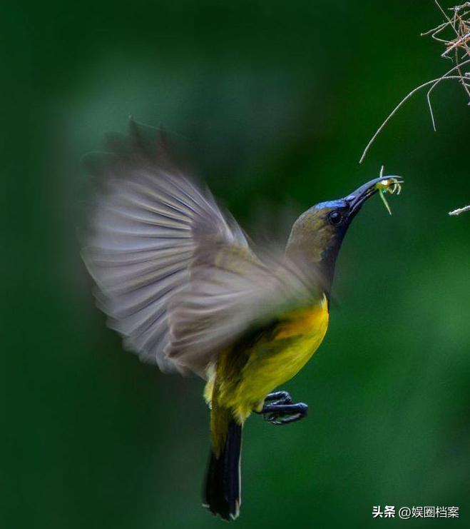 Progression of seasonal bacterial load, potential impact on blue tit ...