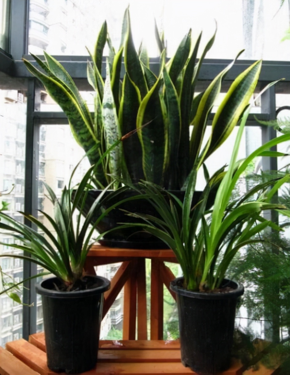 Tiger Pilan is raised in the living room. Even if the water is cut off ...