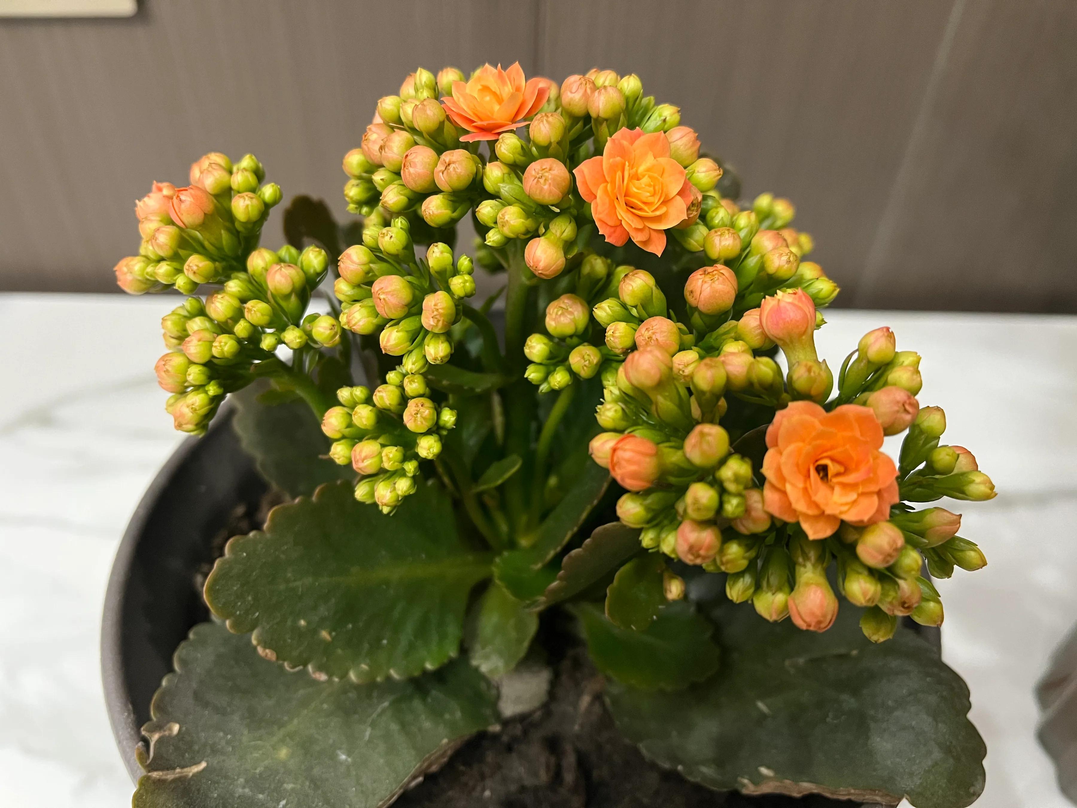 After two months, the longevity flower finally bloomed - iNEWS