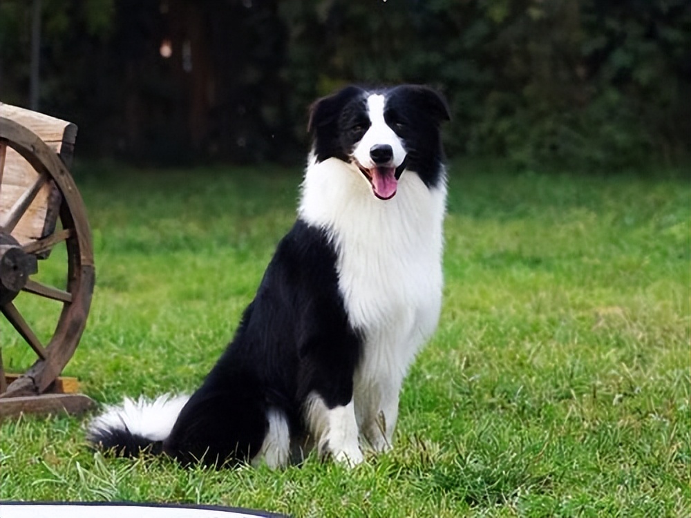 Bian Mu lost his master and was so anxious that he not only came back ...