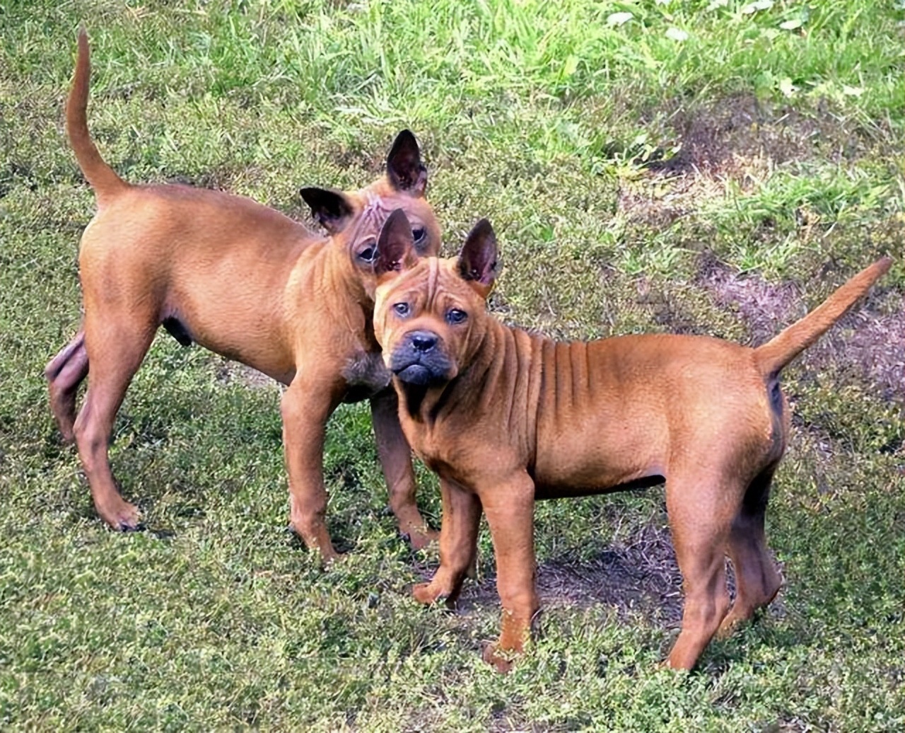 The famous Chinese dog - "Chuandong Hound", this is the pride of China ...